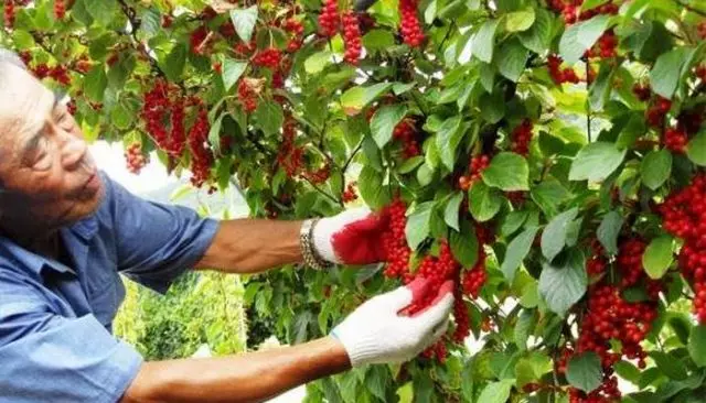 Schisandra chinensis: propiedades medicinales y contraindicaciones, aplicación. 8430_5