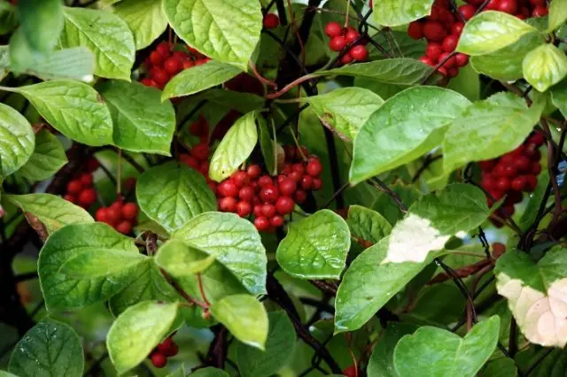 Schisandra chinensis: תכונות רפואיות והתוויות נגד, יישום 8430_6