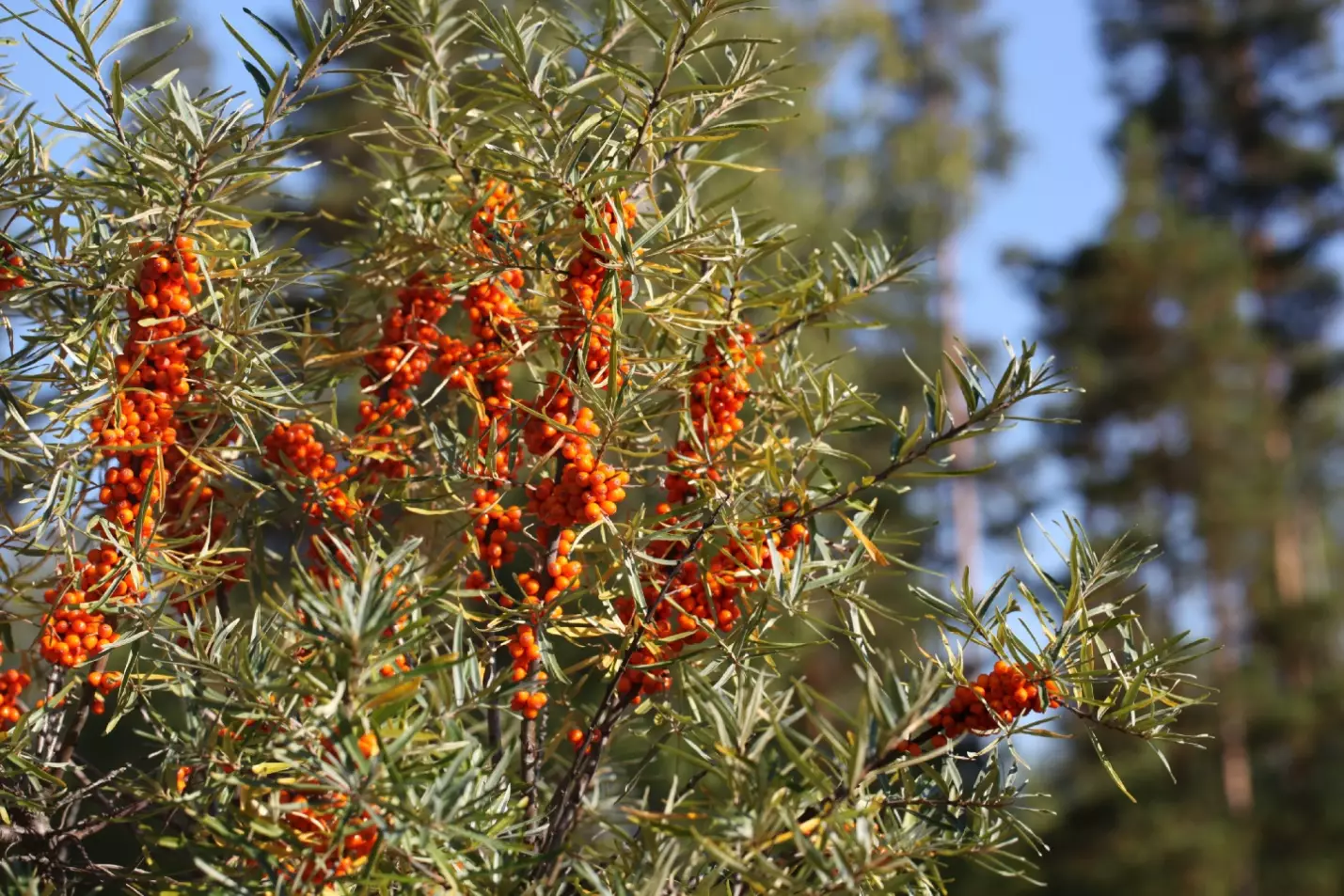 Sea buckthorn: planting and care in the open field
