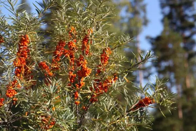 Sea buckthorn: ho lema le ho hlokomela lebaleng le bulehileng 8437_1