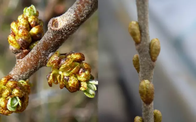 Sea buckthorn: planting and care in the open field 8437_2