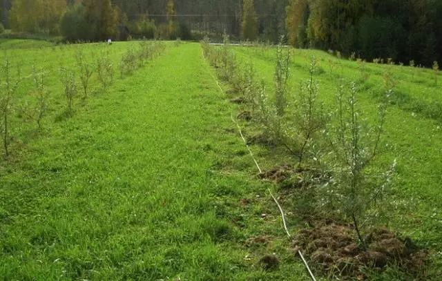 Sea buckthorn: planting and care in the open field 8437_3