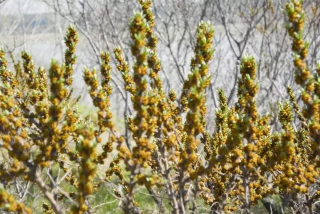 Sea buckthorn: planting and care in the open field 8437_6