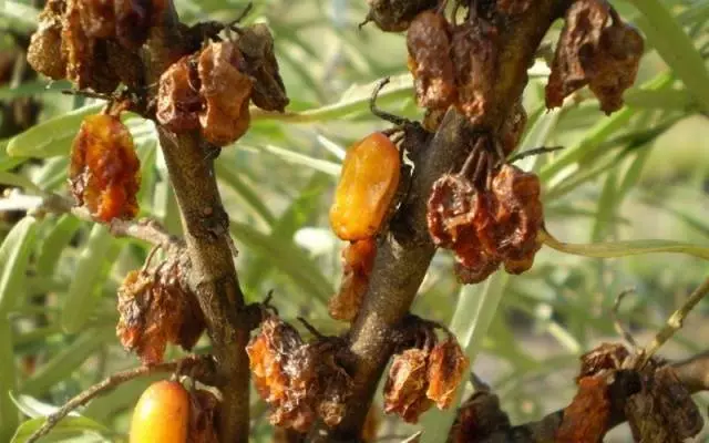 Sea buckthorn: planting and care in the open field 8437_7