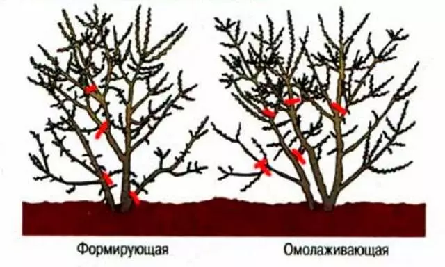 Rokitnik Elżbieta: opis odmiany, zdjęcia, opinie 8438_5