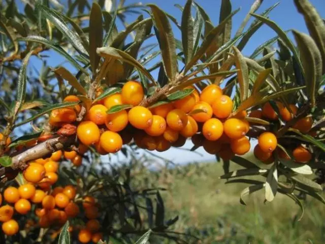 Sea buckthorn lauf: gagnlegir eiginleikar og frábendingar 8440_1