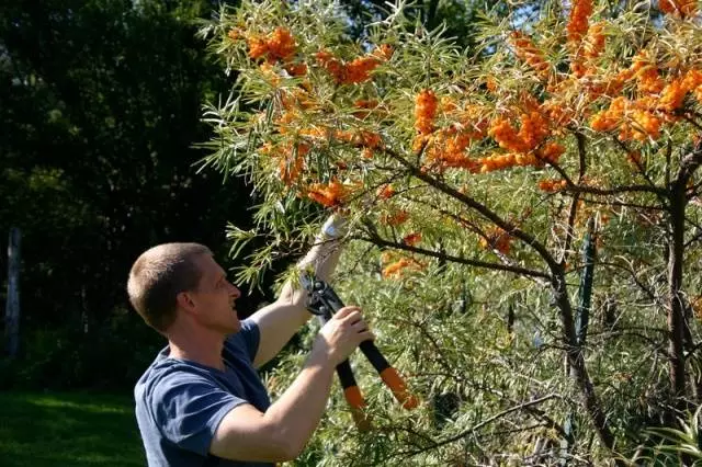 Sea buckthorn lauf: gagnlegir eiginleikar og frábendingar 8440_9