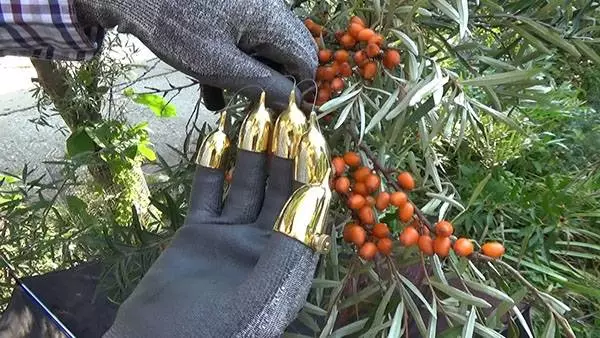 Giunsa ang pagkolekta sa sea buckthorn 8441_12