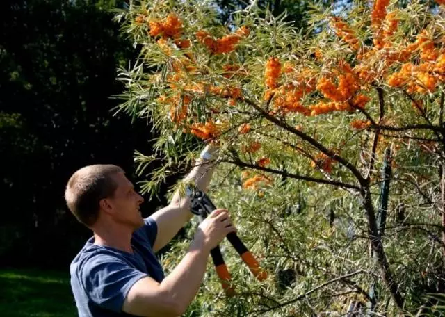 Giunsa ang pagkolekta sa sea buckthorn 8441_14