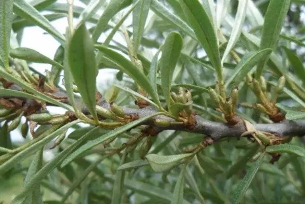 Ungayiqoqa kanjani i-sea buckthorn 8441_16