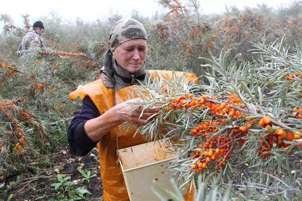 Ungayiqoqa kanjani i-sea buckthorn 8441_2