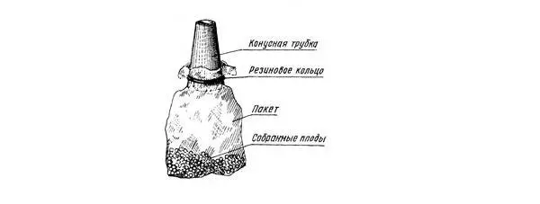 Чӣ тавр ҷамъ кардани ангат 8441_26