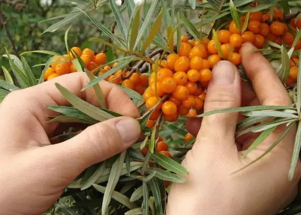 Giunsa ang pagkolekta sa sea buckthorn 8441_5