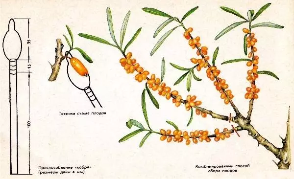 Otu esi anakọta oke osimiri buckthorn 8441_8