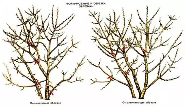 Pag-crop ng sea buckthorn: mga scheme, term, panuntunan, video 8443_2