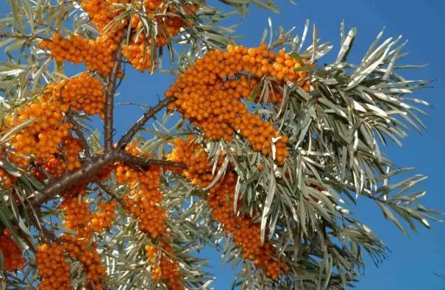 Pag-crop ng sea buckthorn: mga scheme, term, panuntunan, video 8443_6