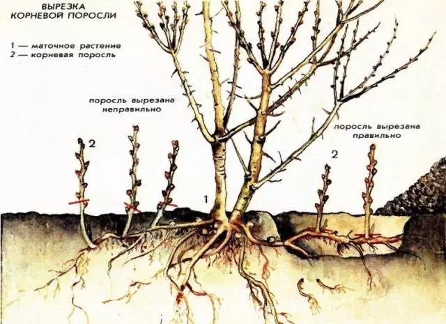 Pag-crop ng sea buckthorn: mga scheme, term, panuntunan, video 8443_8