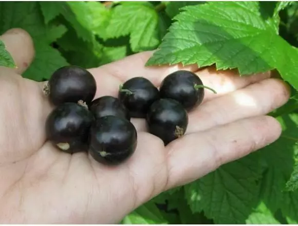 Currant Nightingale Night: rasbeschrijving, beoordelingen 8452_1