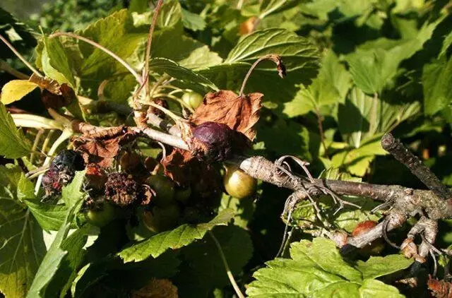 Usiku wa Currant Nightingale: maelezo anuwai, hakiki 8452_10