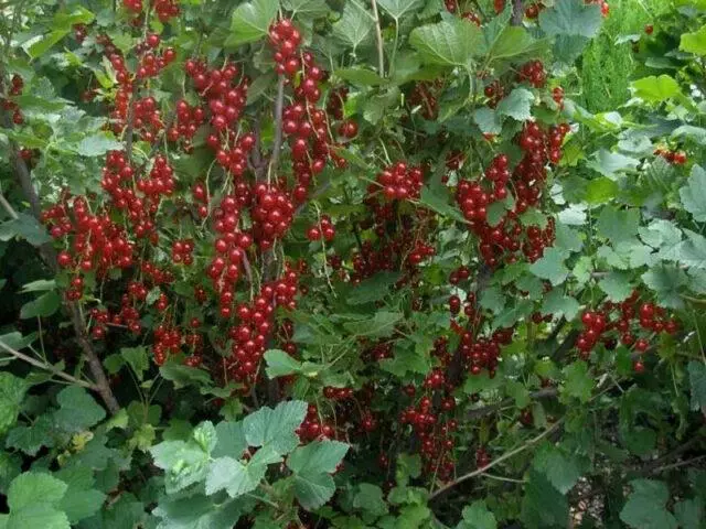 Red currant Rondom: Beschreiwung vun der Varietéit, Fotoen, Bewäertungen, Charakteristiken 8457_1