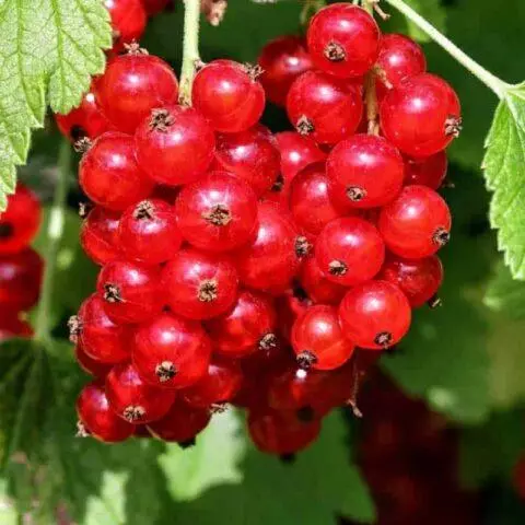 Red currant Rondom: Beschreiwung vun der Varietéit, Fotoen, Bewäertungen, Charakteristiken 8457_10