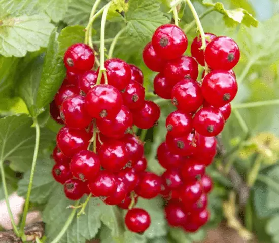 Red currant Rondom: Beschreiwung vun der Varietéit, Fotoen, Bewäertungen, Charakteristiken 8457_13