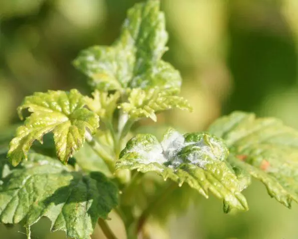 Red currant Rondom: Beschreiwung vun der Varietéit, Fotoen, Bewäertungen, Charakteristiken 8457_22