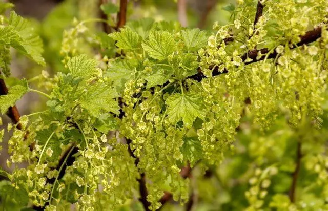 Red currant Rondom: Beschreiwung vun der Varietéit, Fotoen, Bewäertungen, Charakteristiken 8457_3