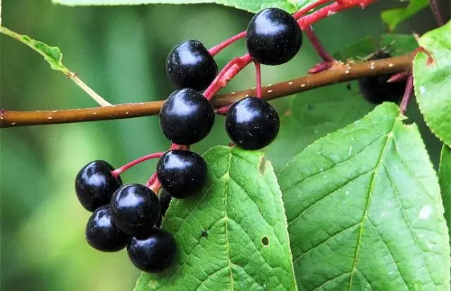 Bird cherry ordinary: photo, planting and care, varieties, distribution 8466_1