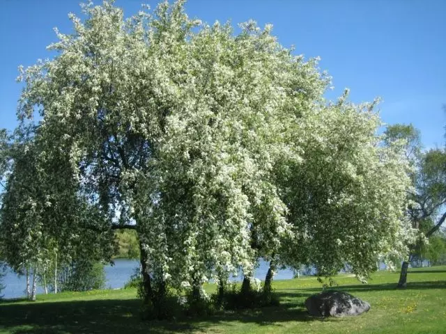 Bird cherry ordinary: photo, planting and care, varieties, distribution 8466_2