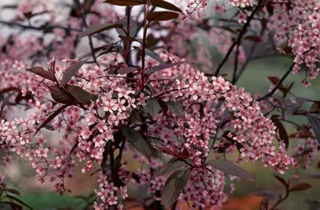 Nonyana ea cherry Colorata: tlhaloso ea mefuta-futa, linepe, litlhahlobo, ho lema le tlhokomelo, ts'ebeliso ea meralo ea naha 8467_1