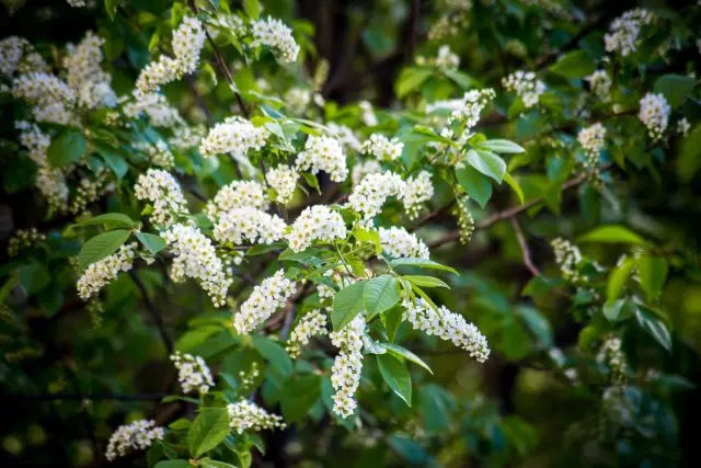 Hegazti gerezia Maaka: deskribapena, altuera, loraketa, hazteko arauak 8471_2