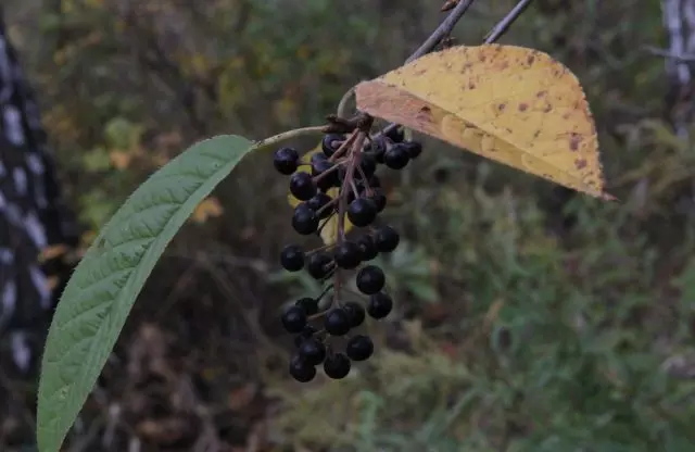 Hegazti gerezia Maaka: deskribapena, altuera, loraketa, hazteko arauak 8471_3