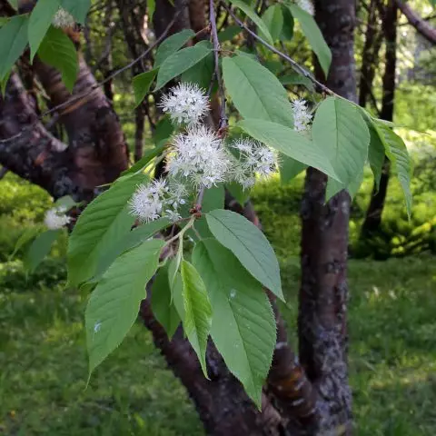 Hegazti gerezia Maaka: deskribapena, altuera, loraketa, hazteko arauak 8471_4