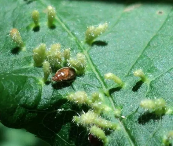 Hegazti gerezia Maaka: deskribapena, altuera, loraketa, hazteko arauak 8471_6