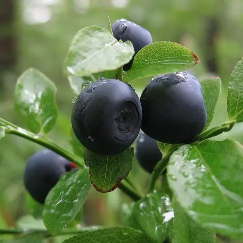 Berriesîn çawa şîn dibin: ew çawa xuya dikin, dema ku ew digihîjin, li ku û çawa hilbijêrin 8480_4