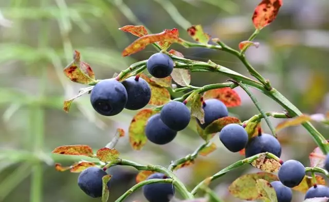 Berriesîn çawa şîn dibin: ew çawa xuya dikin, dema ku ew digihîjin, li ku û çawa hilbijêrin 8480_6