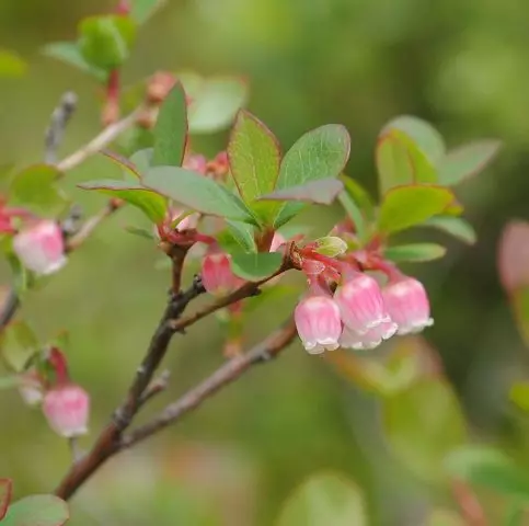 Berriesîn çawa şîn dibin: ew çawa xuya dikin, dema ku ew digihîjin, li ku û çawa hilbijêrin 8480_9