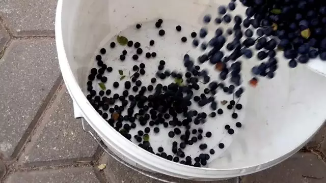 Yuav ua li cas sai txheeb tawm blueberries, tev tawm nplooj 8481_18