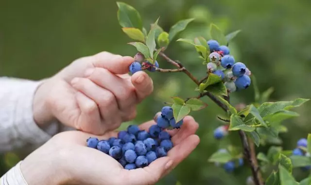 Yuav ua li cas sai txheeb tawm blueberries, tev tawm nplooj 8481_4