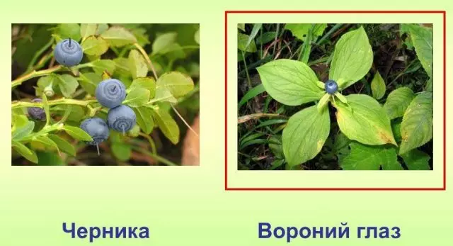 Yuav ua li cas sai txheeb tawm blueberries, tev tawm nplooj 8481_5