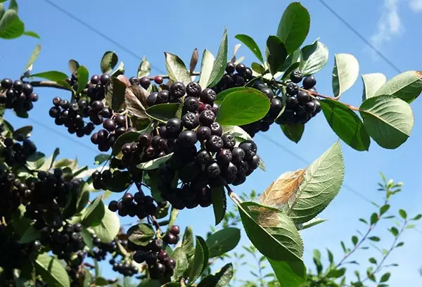 Wie man Aronia durch Stecklinge vermehrt, schichtet, den Busch teilt, Video 8482_1