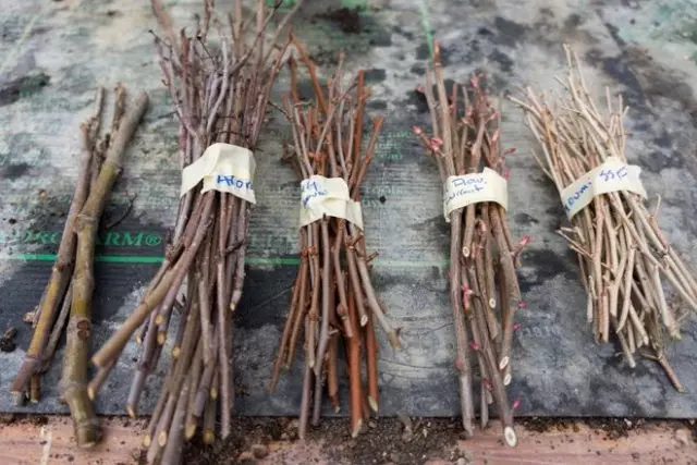 Wie man Aronia durch Stecklinge vermehrt, schichtet, den Busch teilt, Video 8482_2