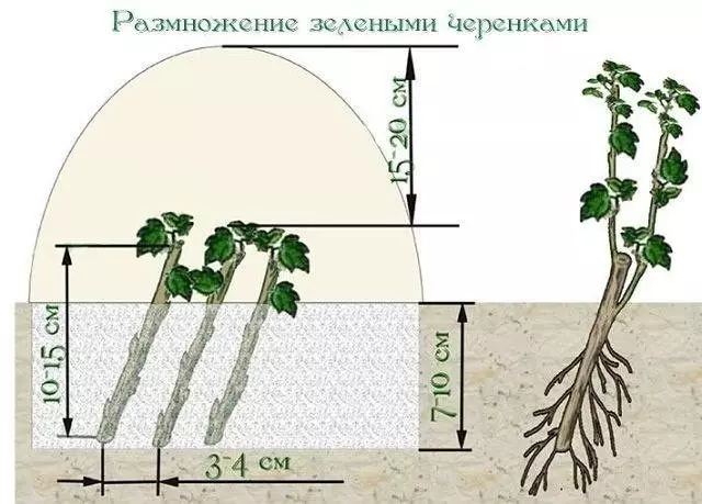 Otu esi agbasa chokeberry site na ịkpụ, ịkpụ, kewaa ohia, vidiyo 8482_3