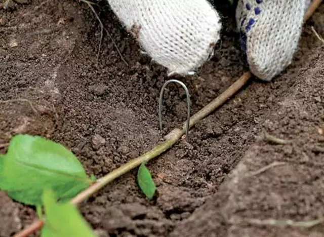 Kā pavairot aroniju ar spraudeņiem, slāņojot, sadalot krūmu, video 8482_4