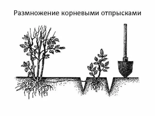 Чокырны кисү, катлам, куакны бүлү, видео белән ничек таратырга 8482_5