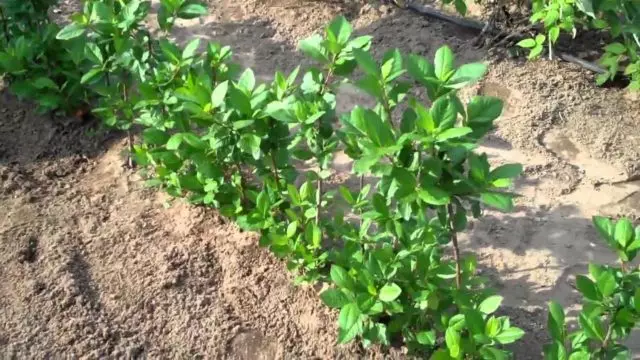 Wie man Aronia durch Stecklinge vermehrt, schichtet, den Busch teilt, Video 8482_6