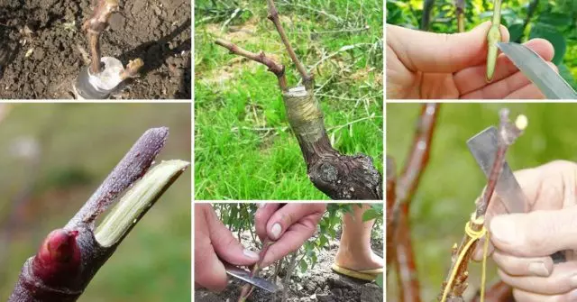 Wie man Aronia durch Stecklinge vermehrt, schichtet, den Busch teilt, Video 8482_7