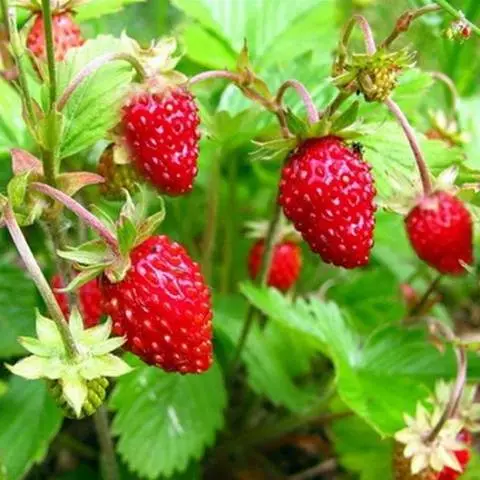 Rugen strawberry: lainlaing paghulagway, litrato, pagsusi 8489_1