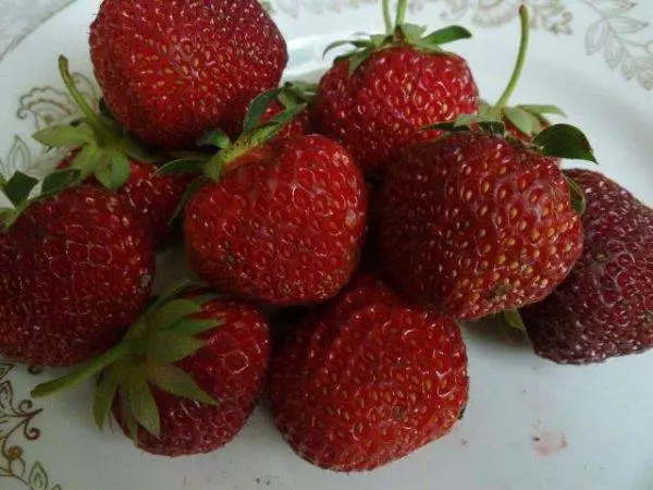 Strawberry Marshal: famaritana isan-karazany, sary, hevitra 8497_1